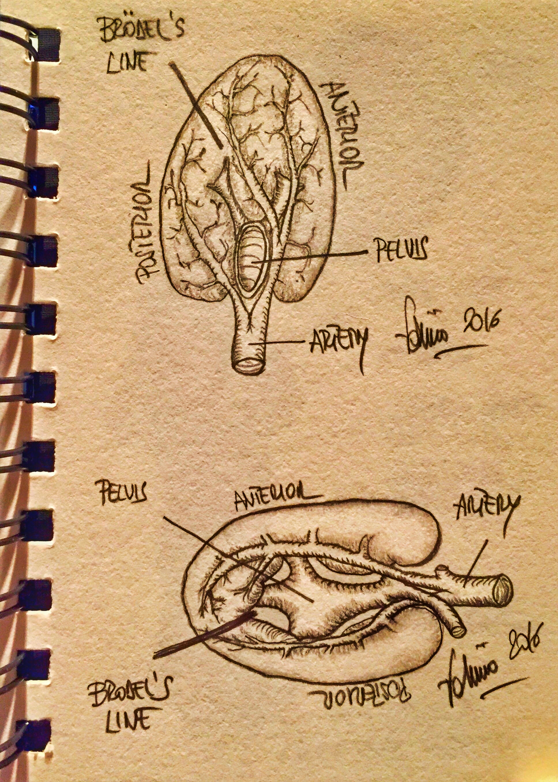 The Kidney – DRAW
