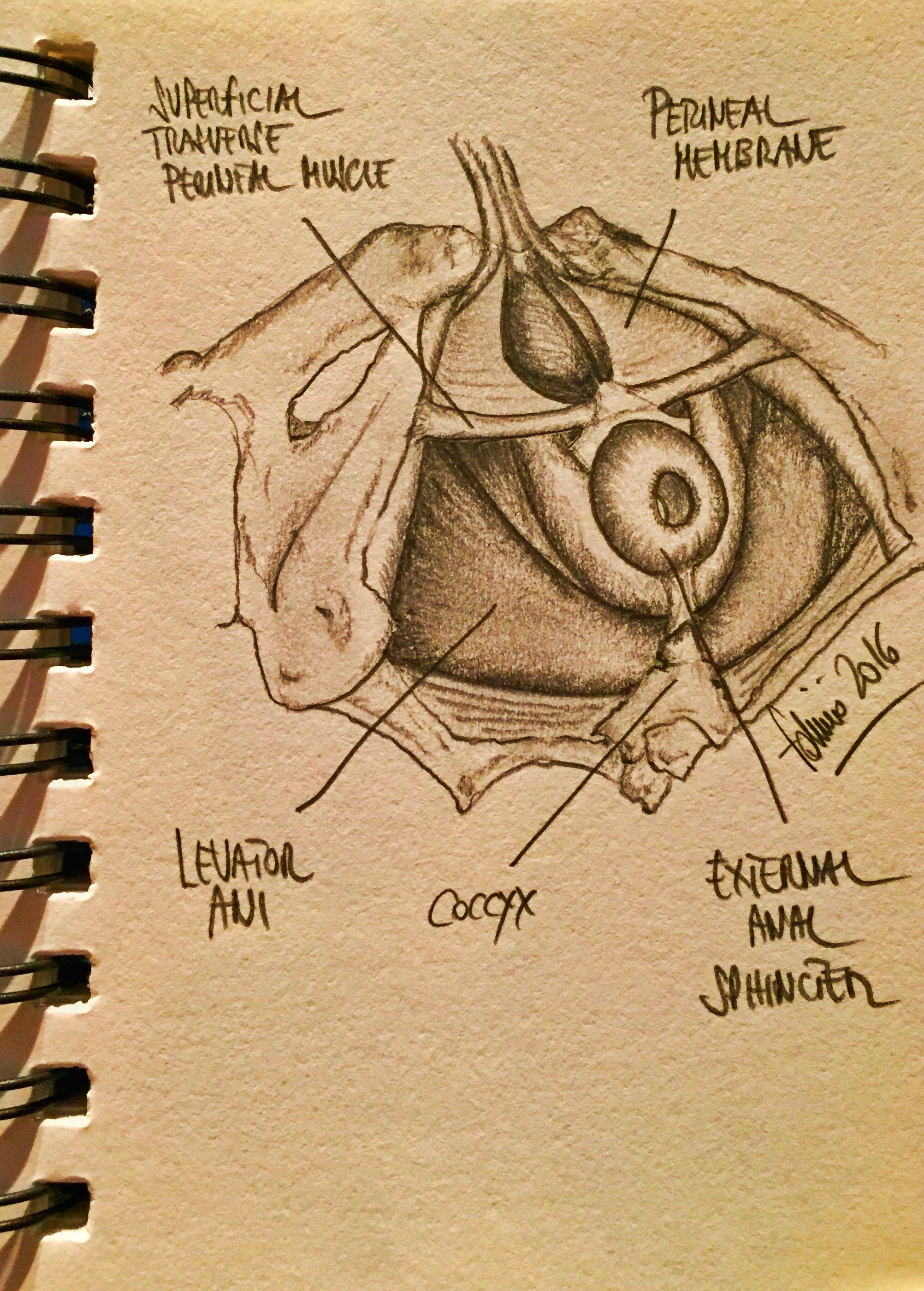 The Perineum – DRAW